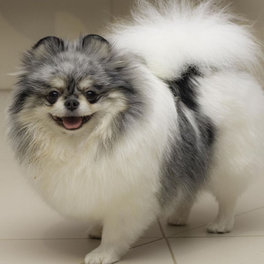 Померанский шпиц, взрослая собака