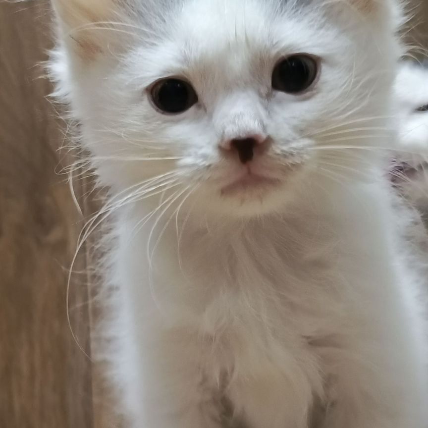 Подумать дважды Прости, я не думаю даже единожды