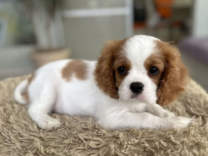 Кавалер кинг чарльз спаниель шоу перспектива