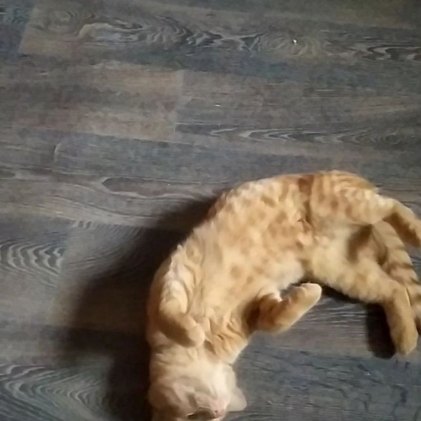 Котик подросток