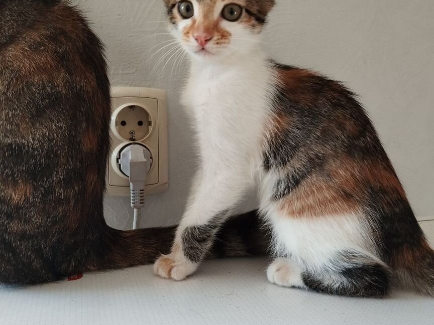 Котята в добрые руки приучены к лотку