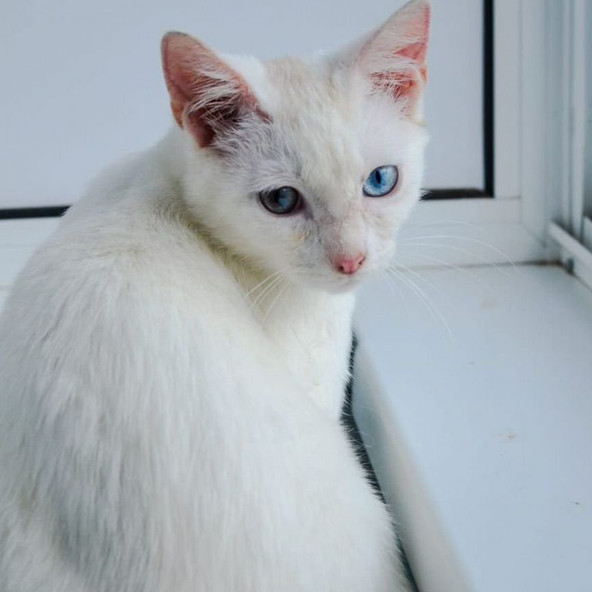 Котик Вайс