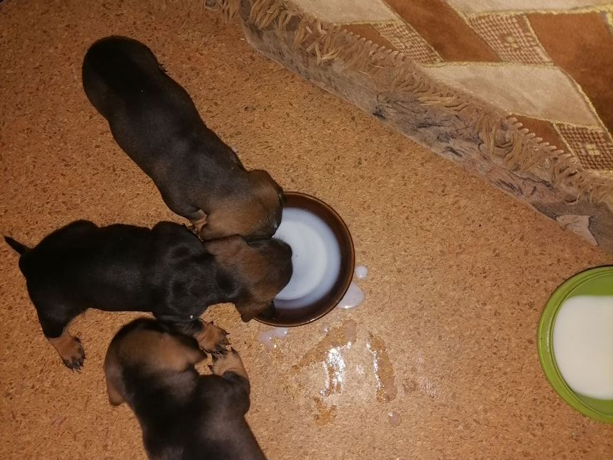 Собаки щенки