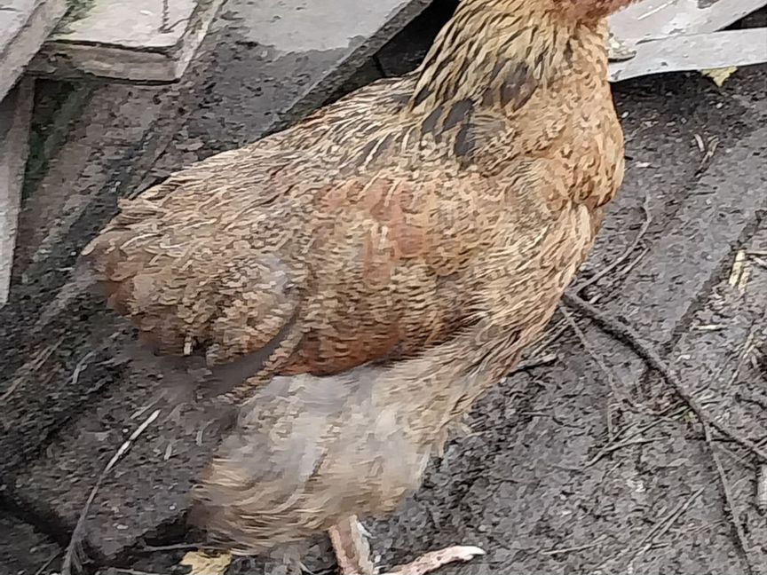 Куры молодки брама