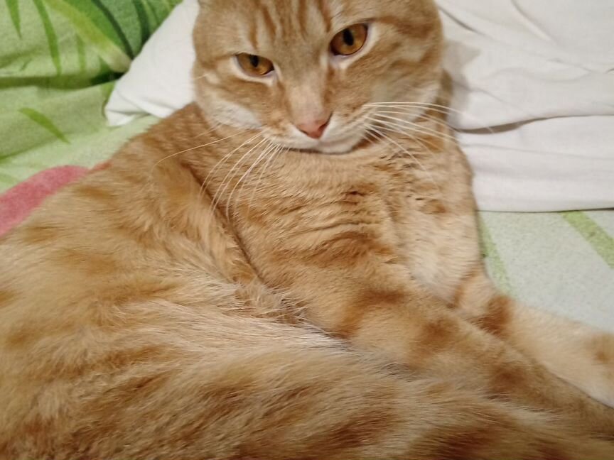 Кот сибирский гладкошерстный вязка