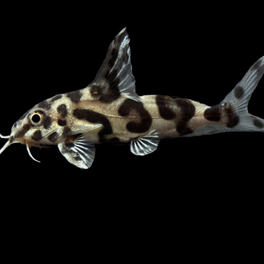 Сомики сонидонтисы