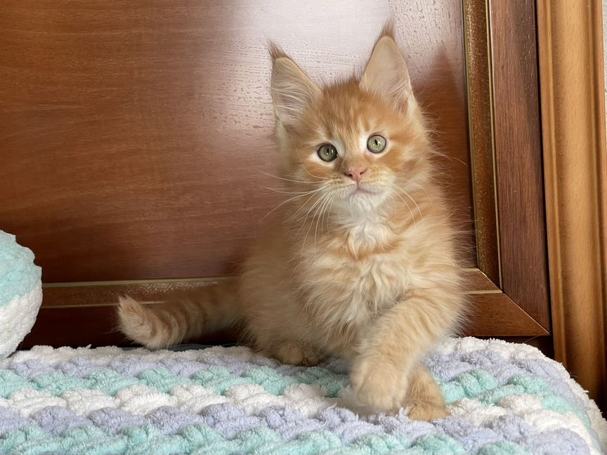 Котик мейн кун яркий как солнышко