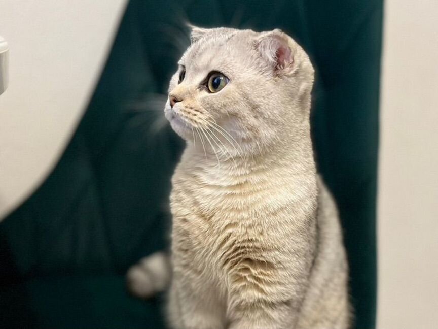 Кошка серая вислоухая