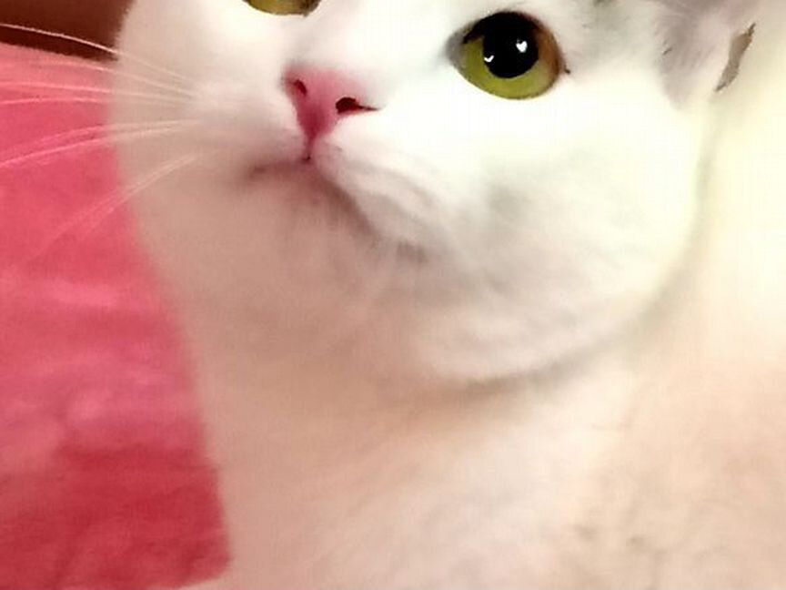 Котенок Кеша в добрые руки