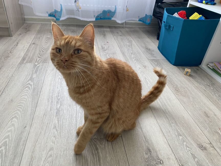 Кот в добрые руки