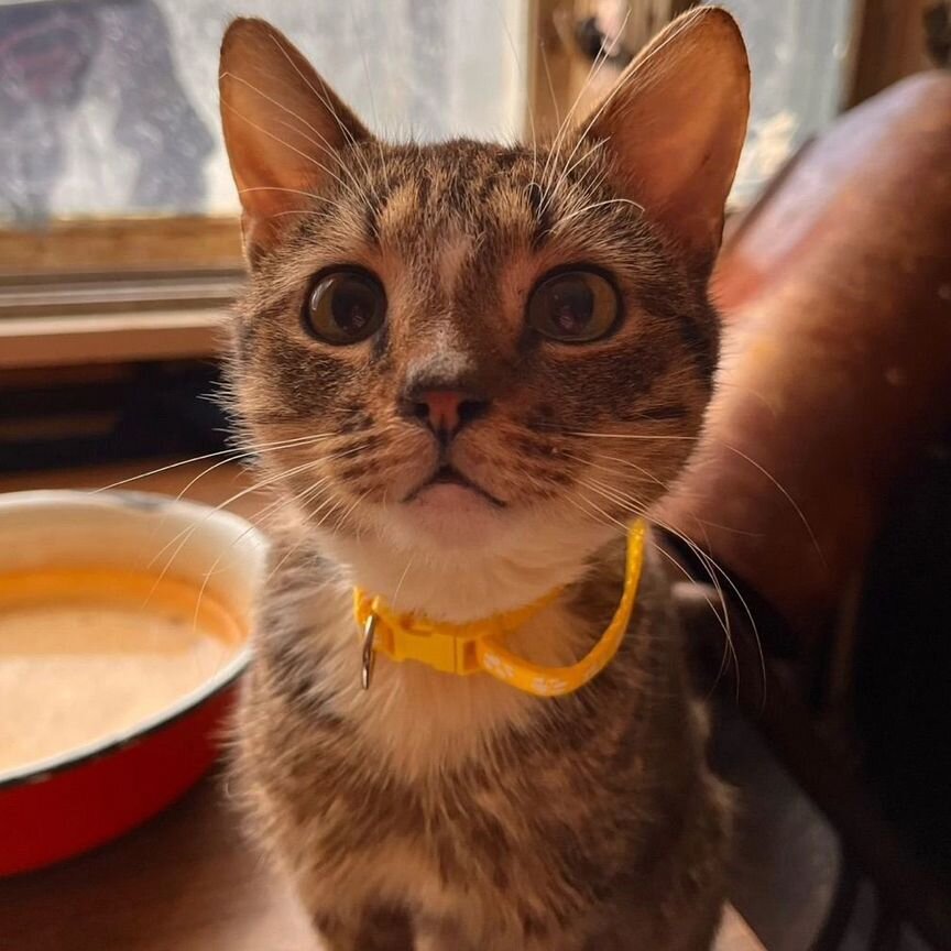 Котик подросток