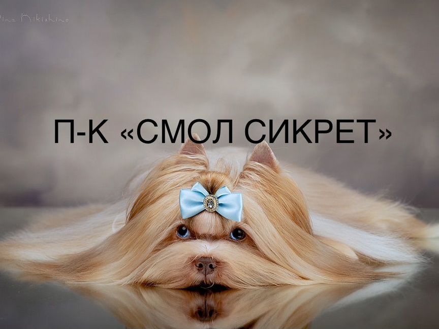 Голубоглазый шокоберри вязка