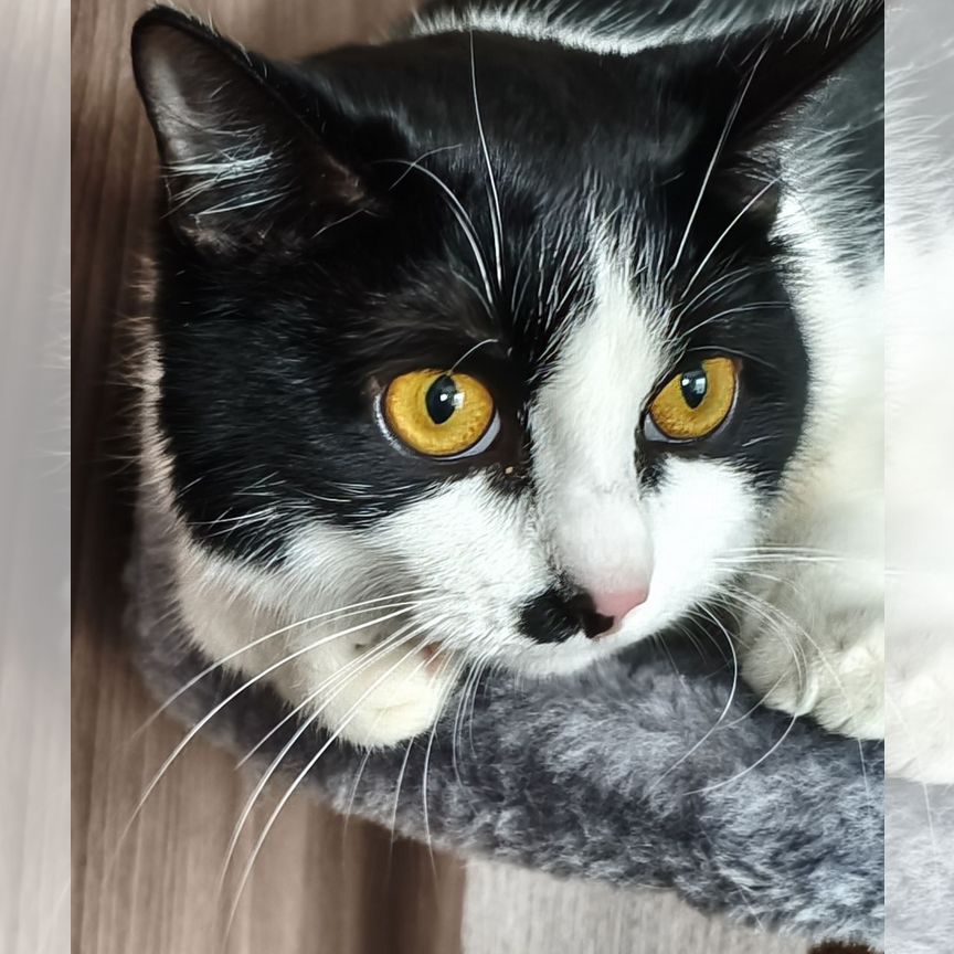 Взрослый кот в добрые руки