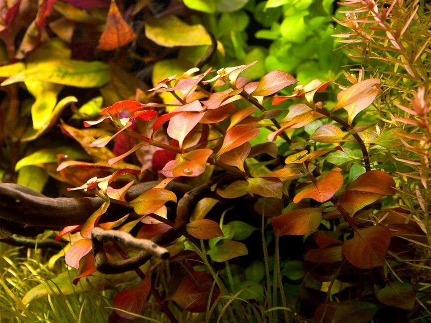 Аквариумные растения