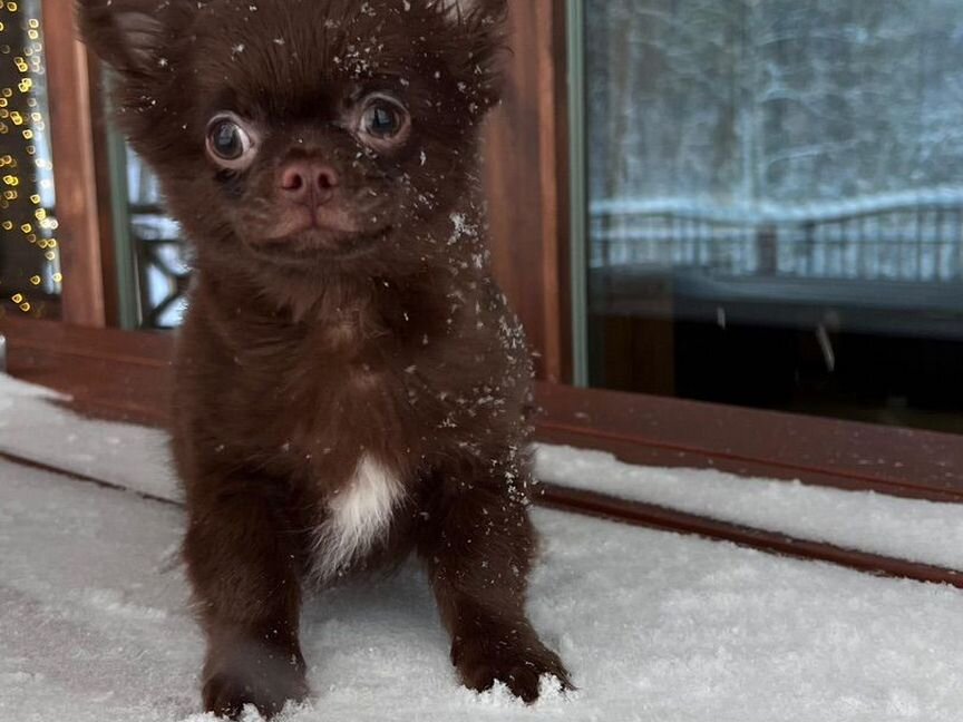 Собаки чихуахуа щенок