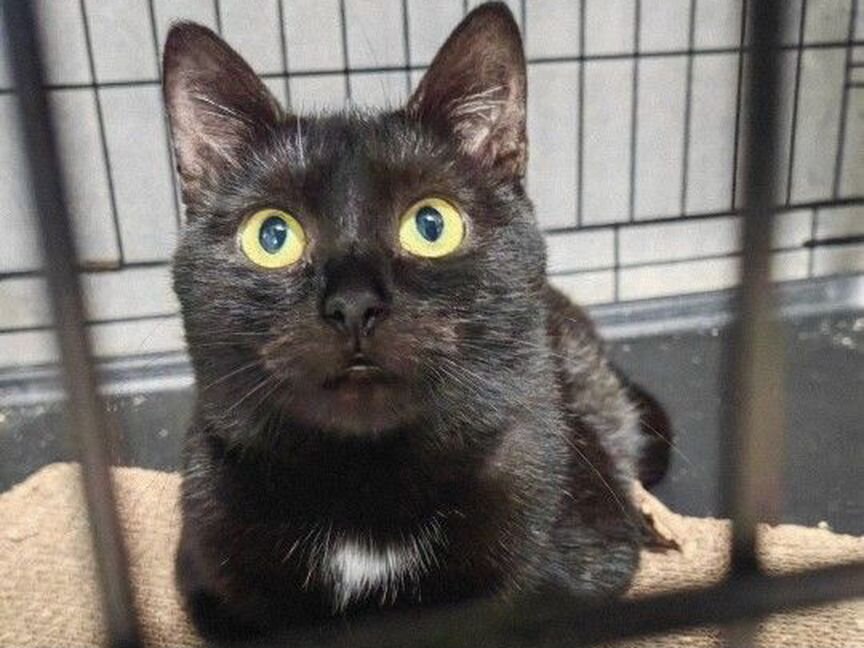 Кошка в добрые руки