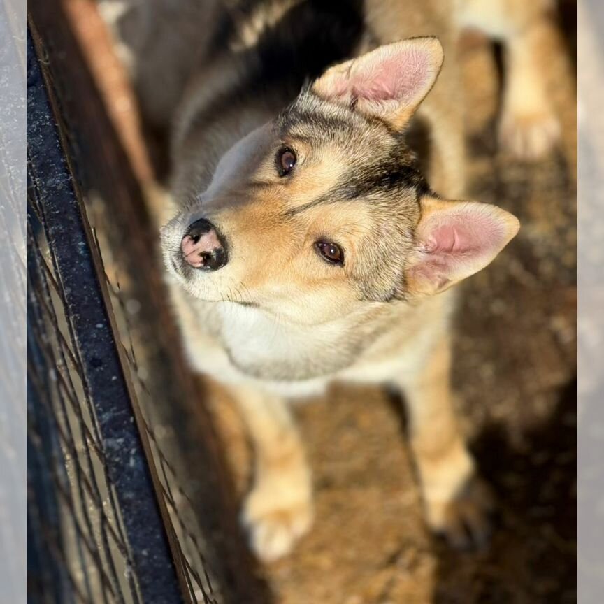 Щенок в добрые руки