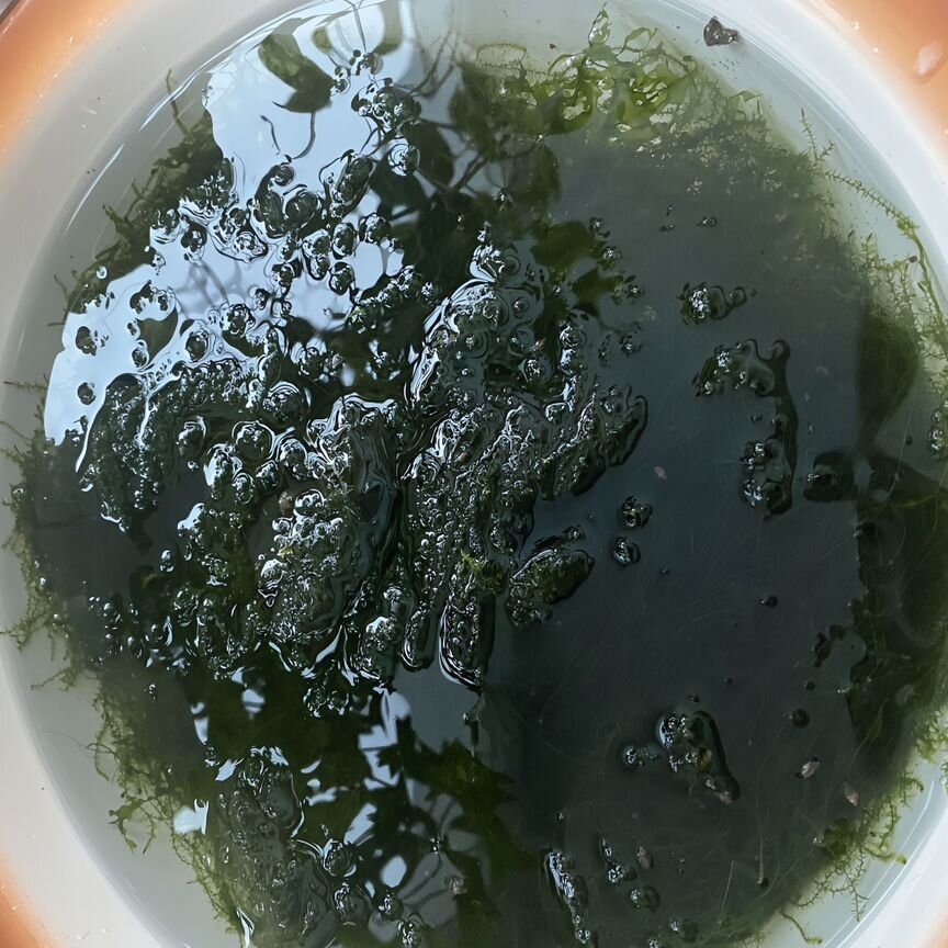Яванский мох для аквариума