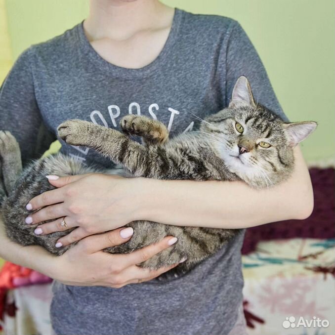 Шикарный кот Богатырь ищет дом