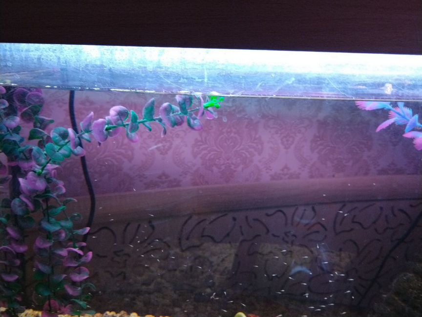 Хромис красавчик