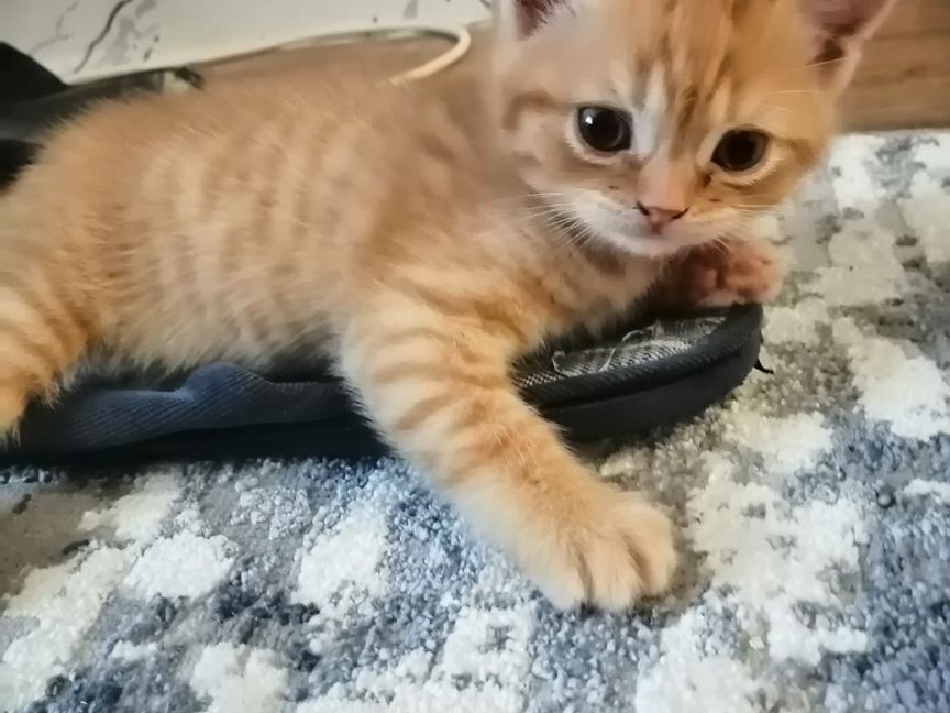 Британские котята