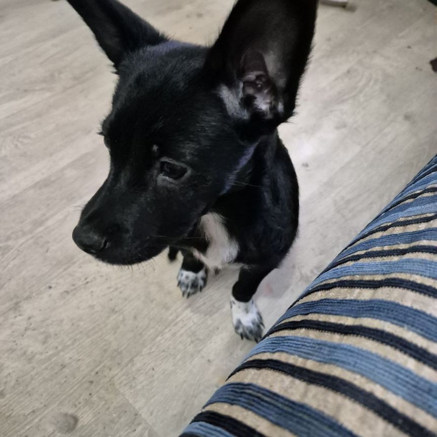 Собака в добрые руки отдам бесплатно