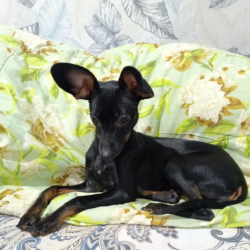 Бесплатно в хорошие руки