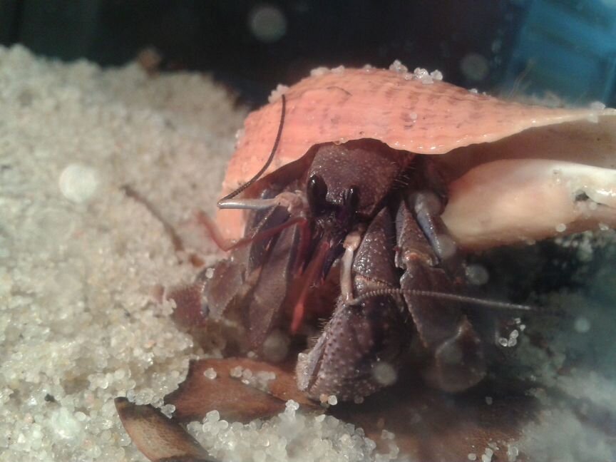 Рак-отшельник сухопутный