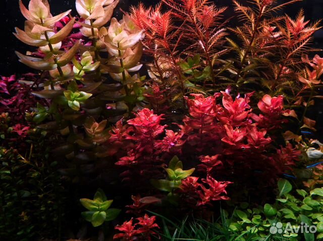 Набор растений для аквариума