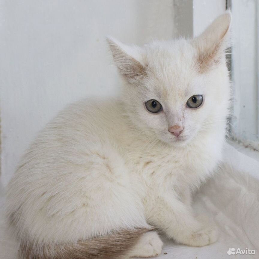Котенок Снеговичок для самого лучшего человека