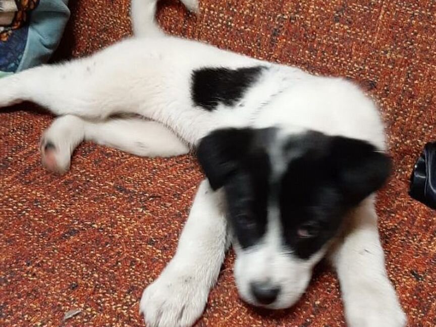 Щенок в добрые руки, девочка Ася ищет дом