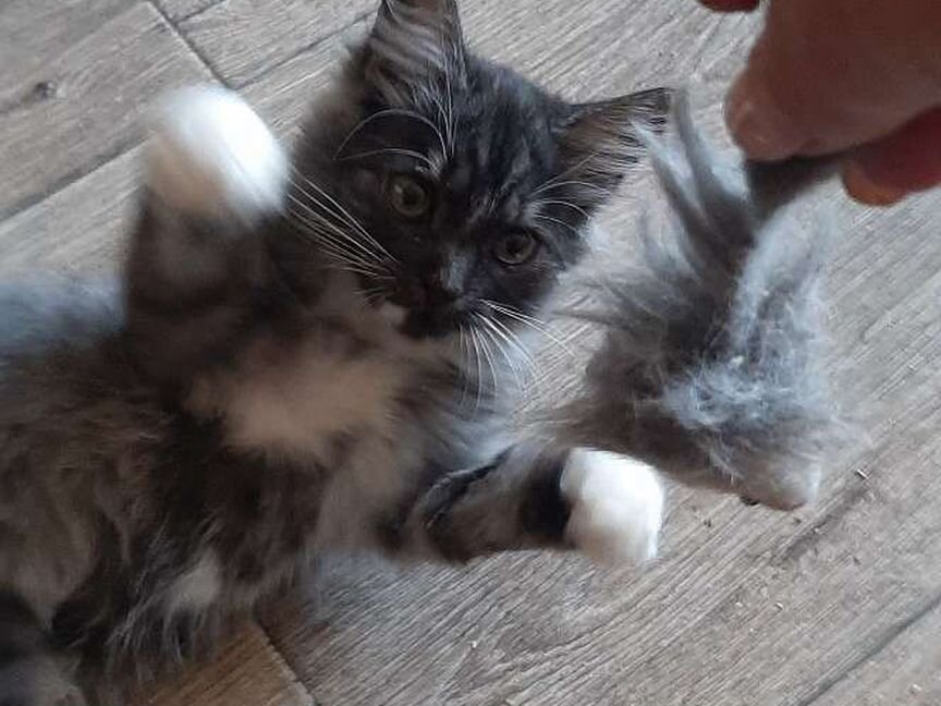 Котенок в дар бесплатно