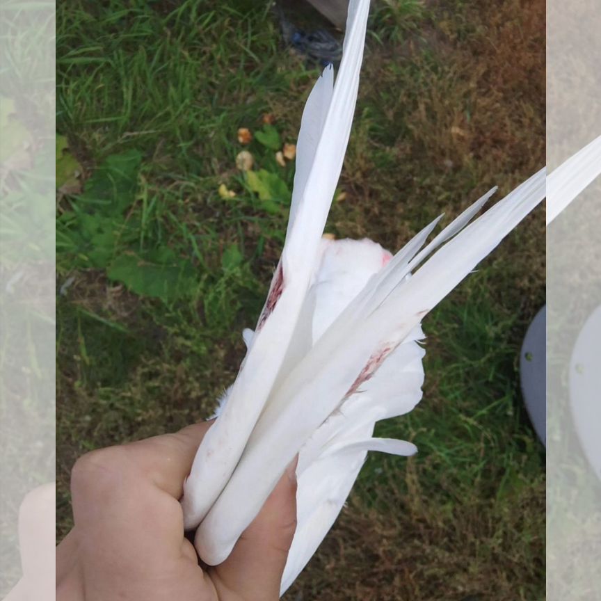 Бойные голуби