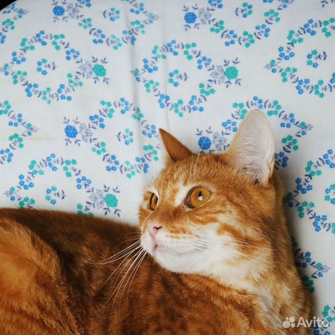 Кот Плюш, 2 года, из приюта Домик