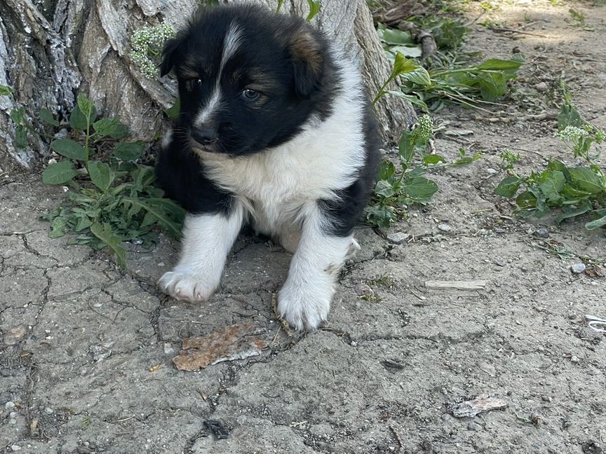 Щенок в добрые руки бесплатно