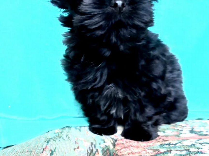 Кукольные щенки super mini baby face