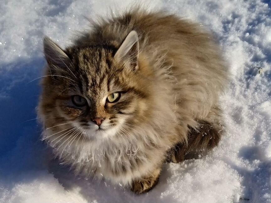 Отдадим в добрые руки кошечек