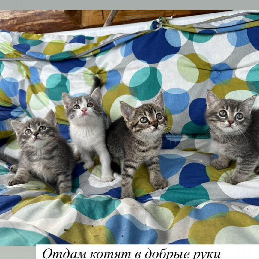 Котята