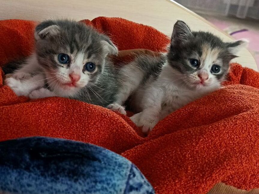 Котята в добрые руки бесплатно мальчик и девочка