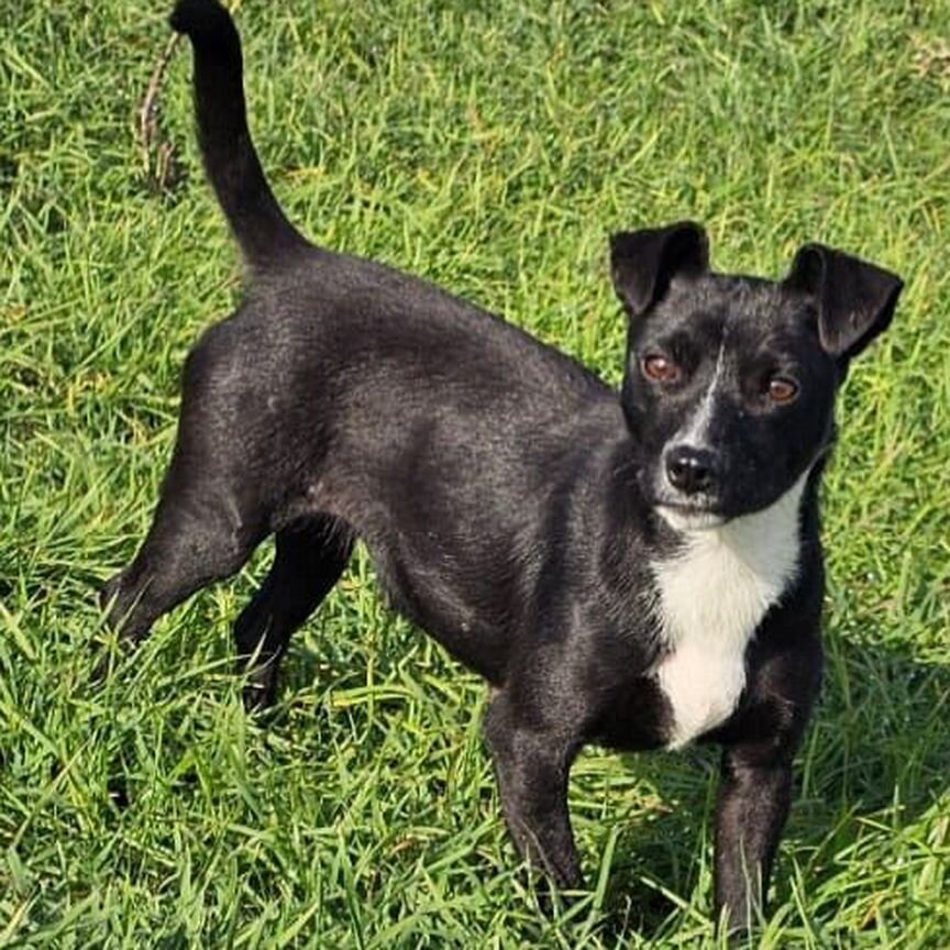 Взрослая собака в добрые руки