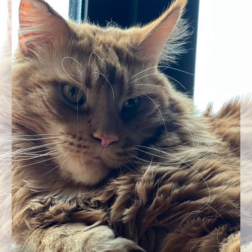 Мейн-кун кот