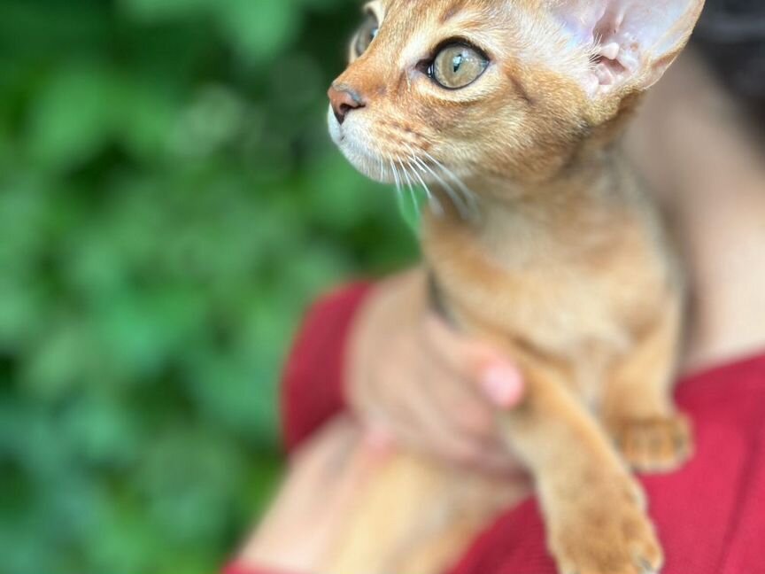Абиссинская кошка