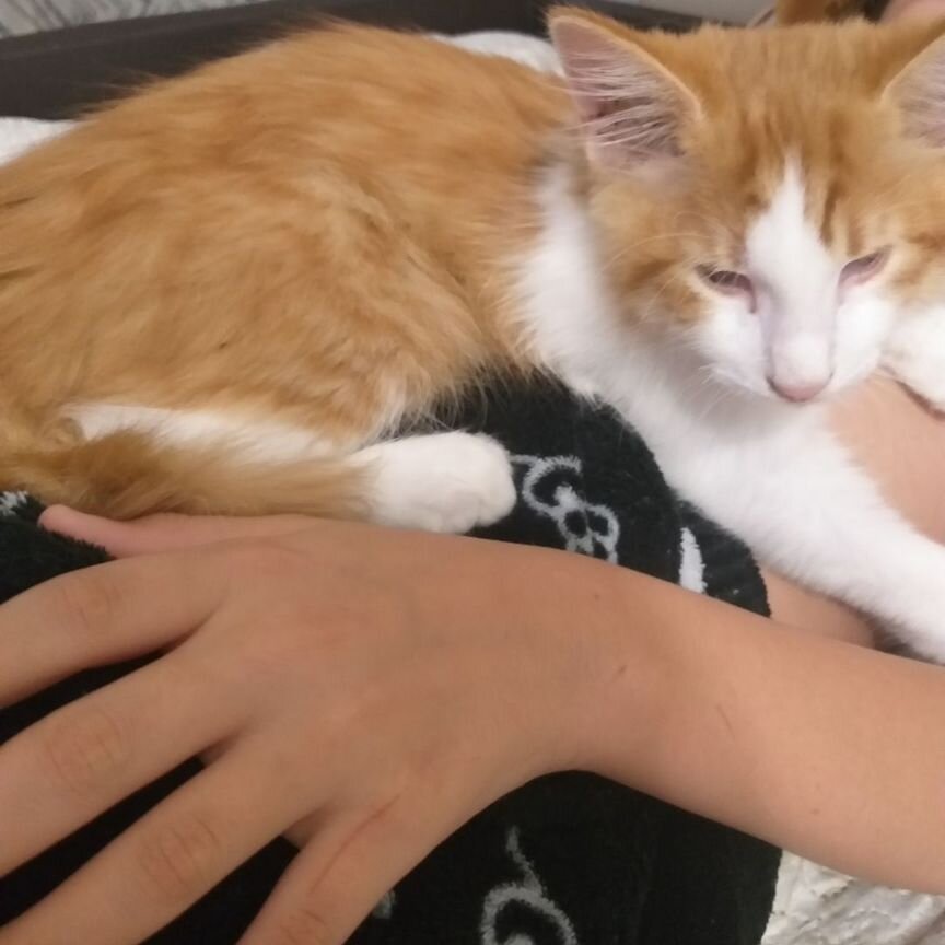 Кот барсик