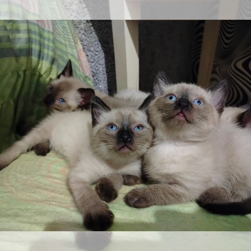 Сиамские котята