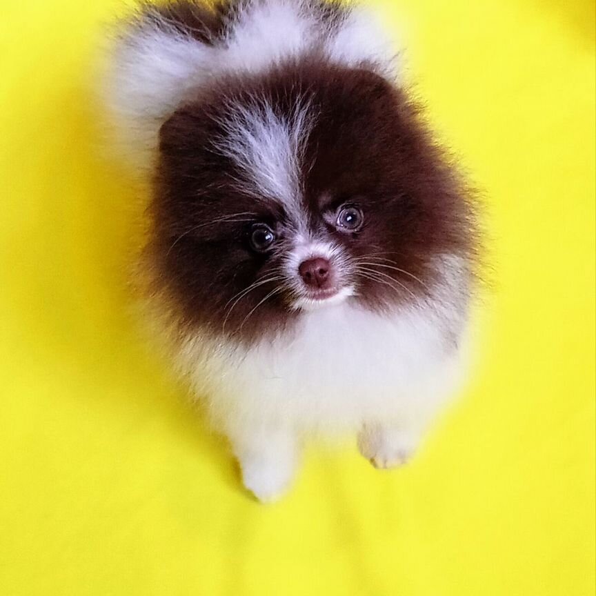 Шпиц. Жемчужинки из питомника