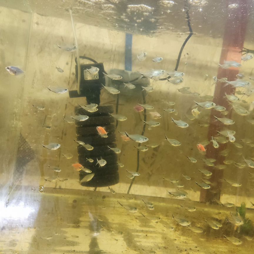 Аквариумные рыбы