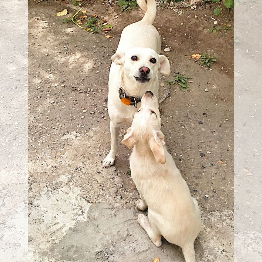 Собака в добрые руки