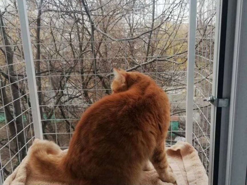 Балкон для кошек