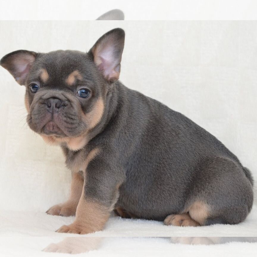 Французский бульдог, щенок