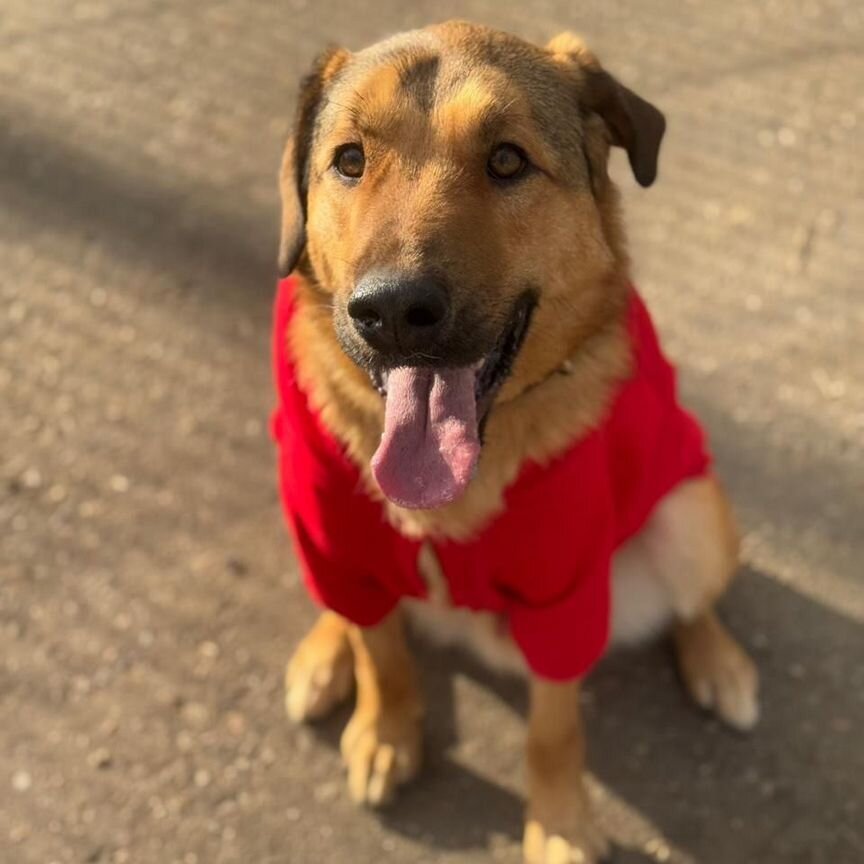 Собака в добрые руки